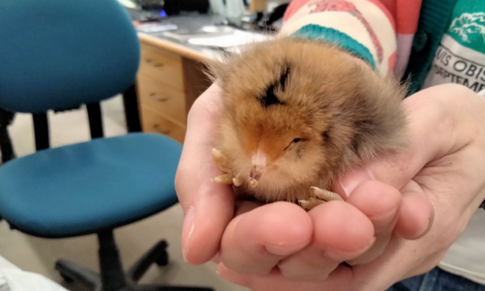 SIGN: Stop Cruel Program Where Chicks are Reportedly Born Deformed and ...