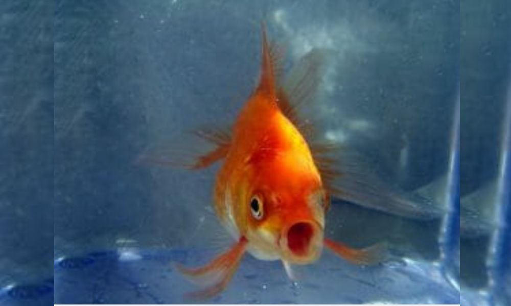 Fish Have Feelings, Too: Talk Tackles What People Should Know and How ...