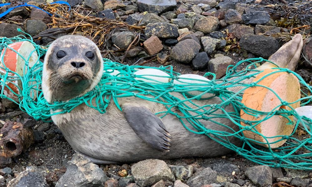 Seal Pup Tangled in Net Rescued and Sent Back To Sea