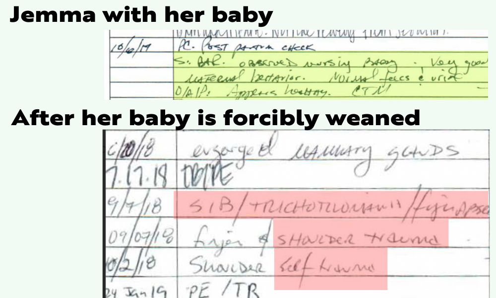 LFT INVESTIGATES: Mother Baboon Jemma Has Been Self-Mutilating For Years