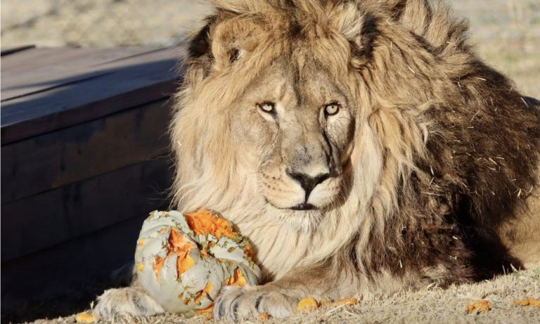 ‘World’s Loneliest Lion’ Moves From Shuttered Zoo to Sanctuary