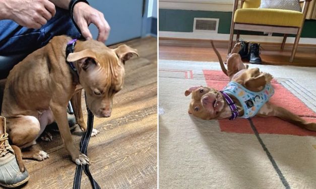 Emaciated Pit Bull Rescued — and Then Adopted — By Caring Mail Carrier