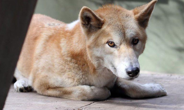 SIGN: Stop Gunning Down Australia's Dingoes