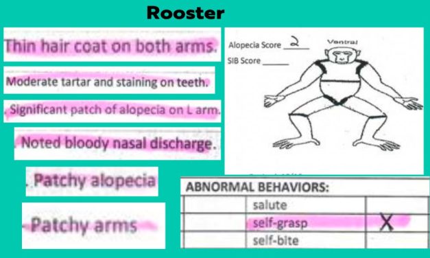 LFT INVESTIGATES: Macaques Forced to Become Alcohol Addicts at ...