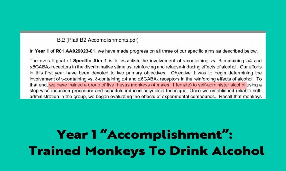 LFT INVESTIGATES: Macaques Forced to Become Alcohol Addicts at ...