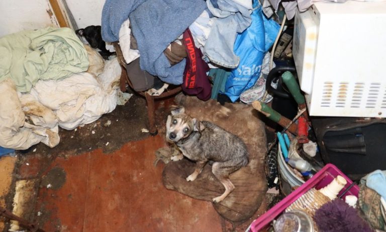 SIGN: Justice for 42 Dogs Living in Filth