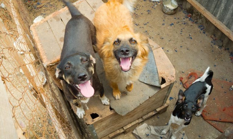 Bhutan Says All Stray Street Dogs Are Now Sterilized Following 14-Year ...
