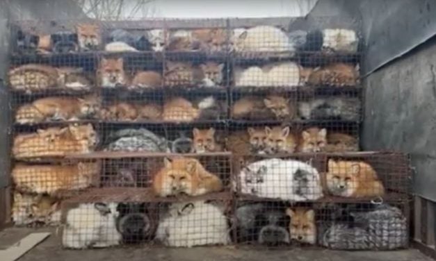 Fur Farm Investigation