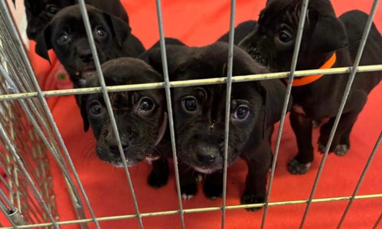 Orphaned Puppies Saved by Compassionate Homeless Man