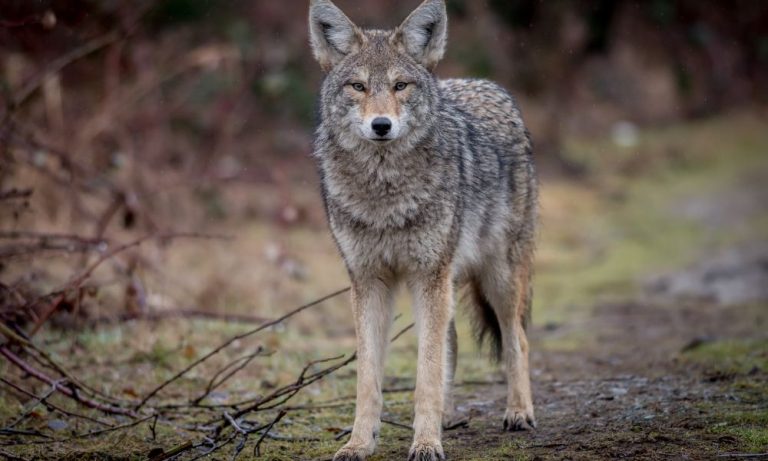 Why Are Some Coyotes Labeled 'Dangerous' and Others 'Myth-Like?'