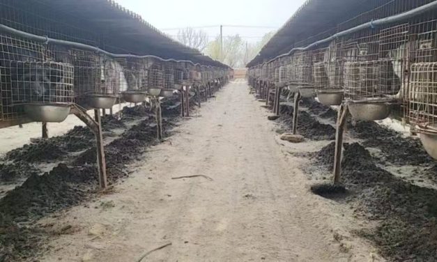 Fur Farm Investigation