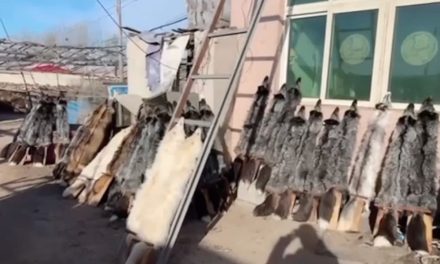 Fur Farm Investigation