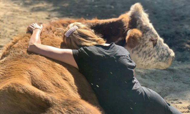 Hugging Cows: A Q&A With The Gentle Barn Founder Ellie Laks