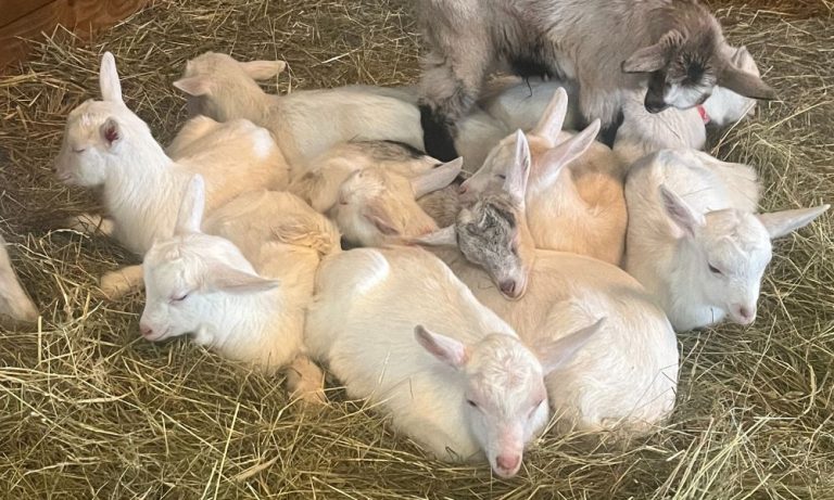 Adopt-A-Goat Program in France Saves Baby Goats From Slaughter
