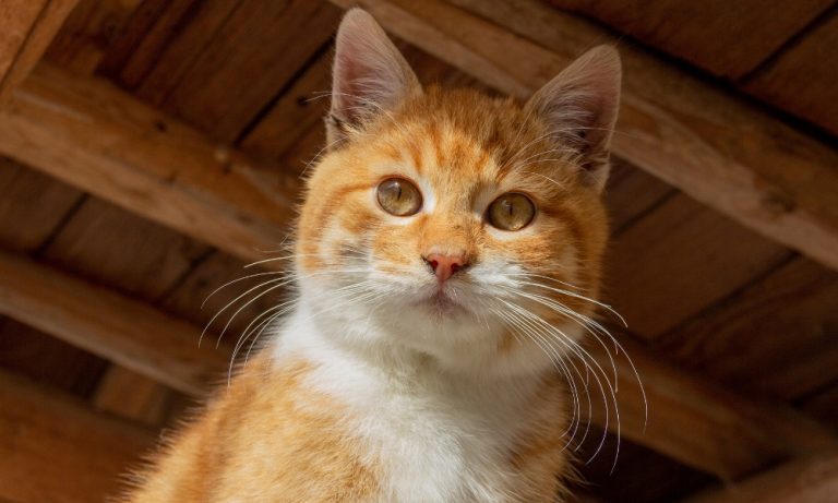 Elderly Cats Live Out Their Golden Years in Cat Retirement Village