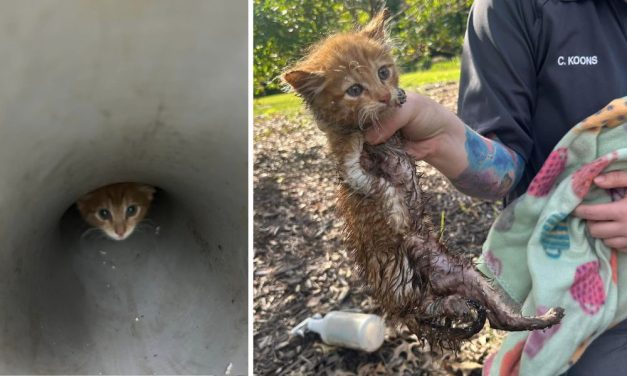 7-Week-Old Kitten Rescued From Drain Pipe After Fire Department Hears ...