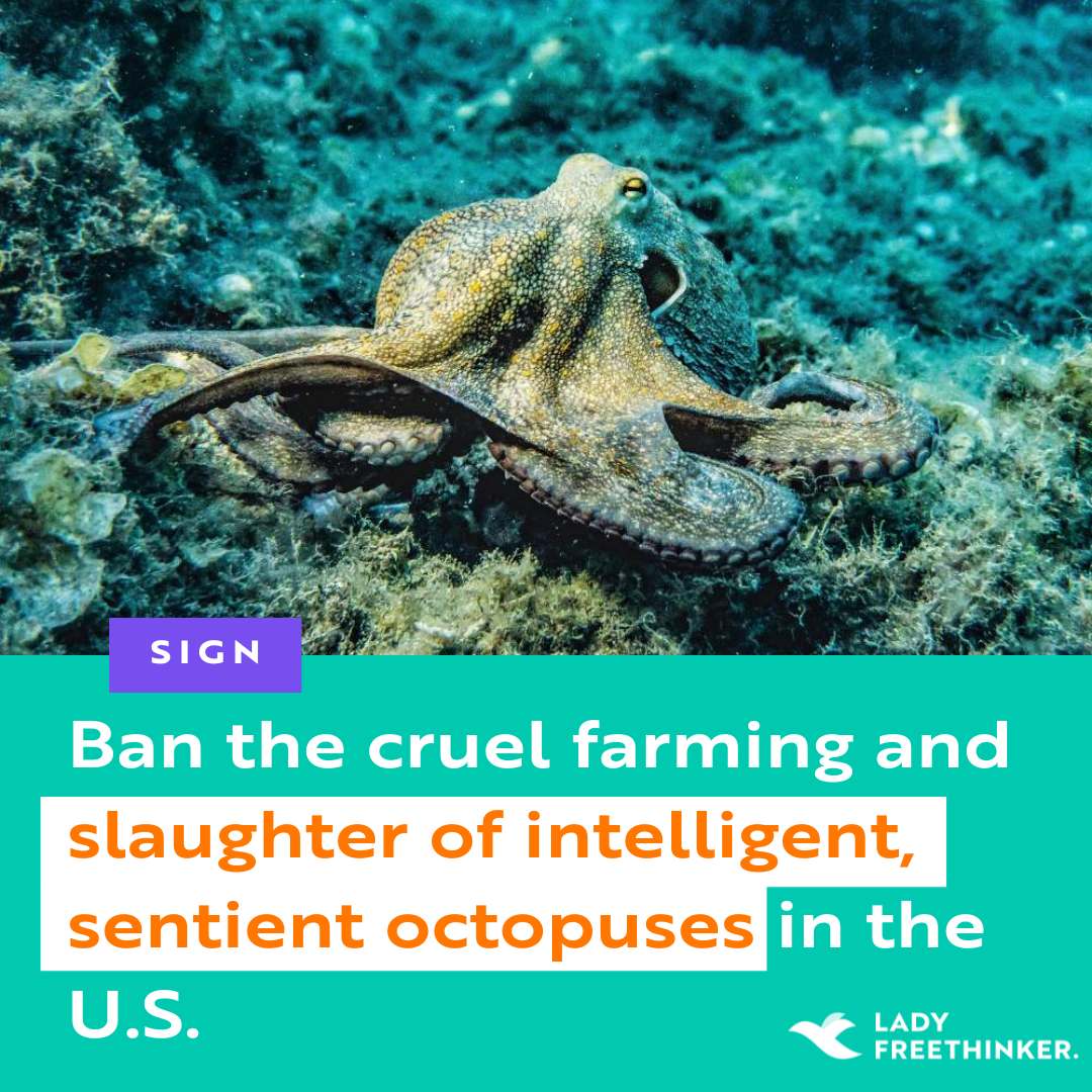 SIGN: Ban the Cruel Farming & Slaughter of Intelligent, Sentient ...