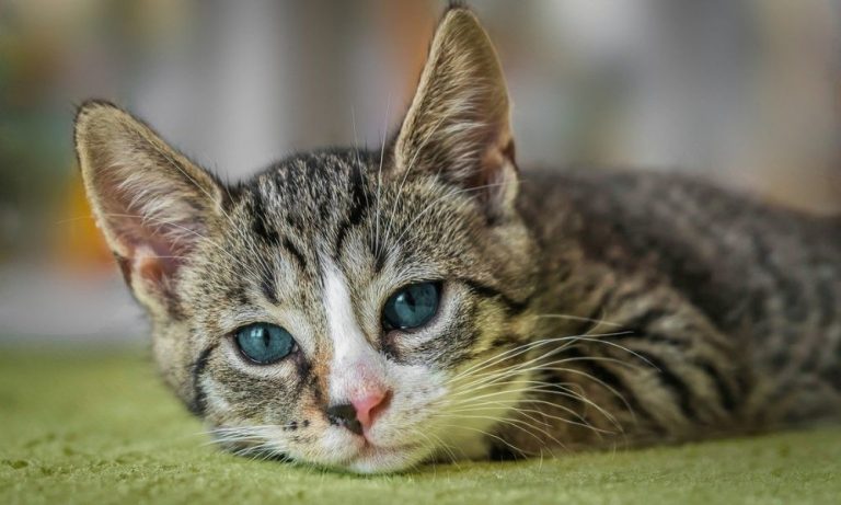 SIGN: Justice for Live Cat Pinned Down and Stapled in School 'Science ...