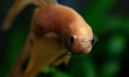 SIGN: Urge Congress to Protect Fish, Tortoises, and Other Cold-Blooded ...