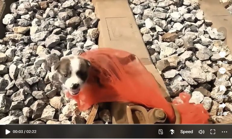 New Report Exposes How Fake ‘Rescue’ Content Hurts Animals and Deceives ...