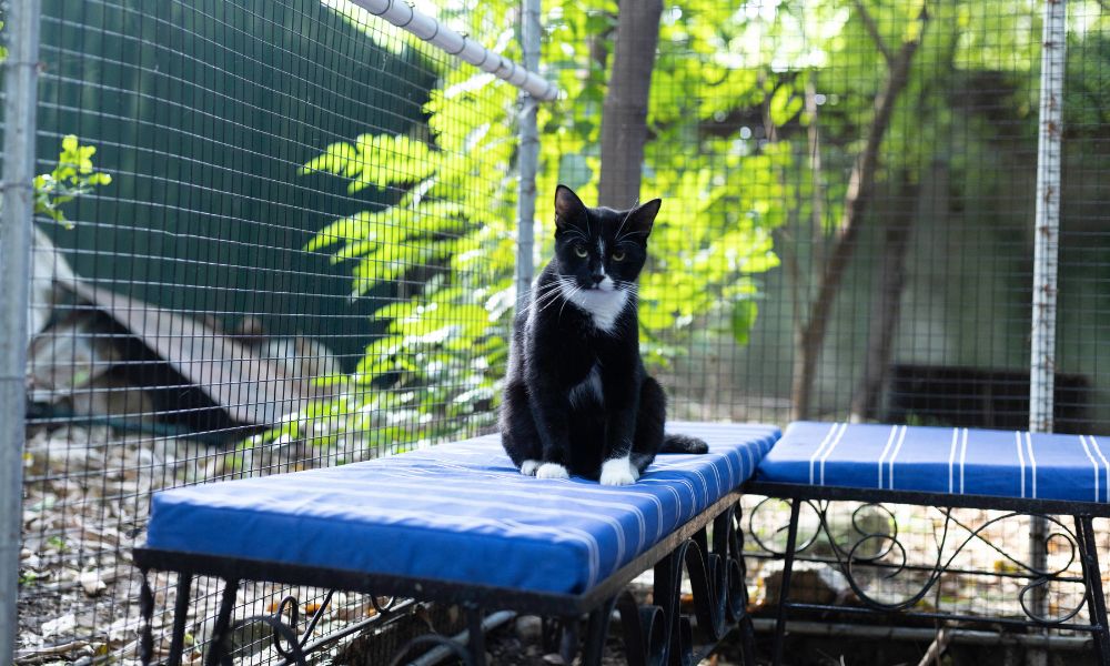 Lady Freethinker's 'Christmas Miracle' Grant Helps Shelter Animals in Haiti