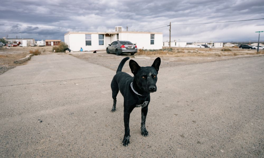 This Rescue is Helping Animals on America’s Native American Reservations
