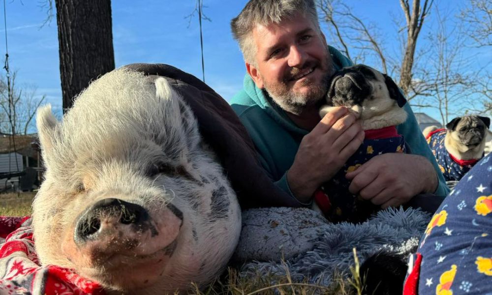 Lady Freethinker Helps Build Home for Pigs Rescued From Hoarding Situation