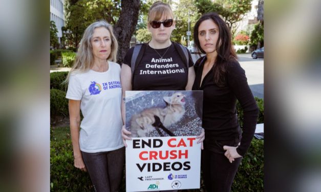 Lady Freethinker Protests Cat Torture on Social Media