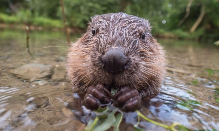 Beavers Saved From Cruel Drowning Traps Thanks to Innovative Device
