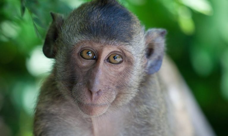 Good News! CDC to Phase Out Monkey Experiments in Landmark Move