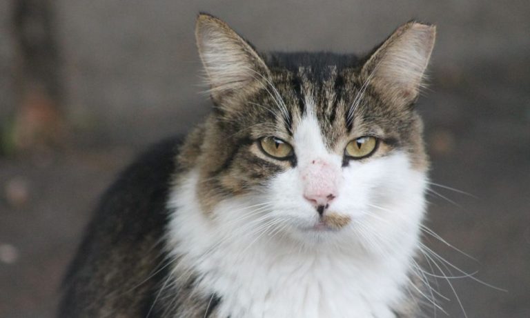 Cat Trapped in Basement Walls for Nearly 11 Days Is Finally Rescued