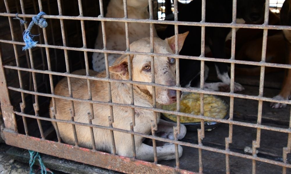 PROJECT Sulawesi: Ending the Dog and Cat Meat Trade in Sulawesi, Indonesia