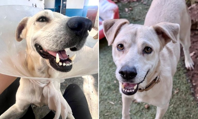 Lady Freethinker Helps Bring Urgent Medical Care to Mexico's Homeless Dogs