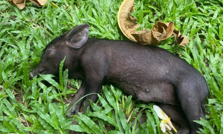One in a Billion: A Piglet's Life Story Rewritten