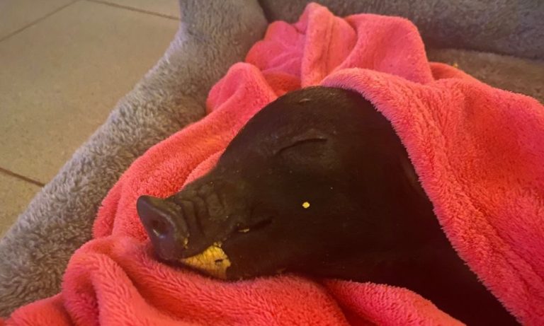 One in a Billion: A Piglet's Life Story Rewritten