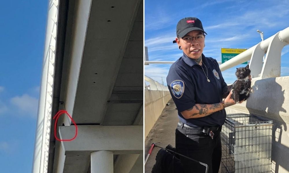 Rescuers Save Kitten Trapped for 15 Hours on a Dallas Bridge