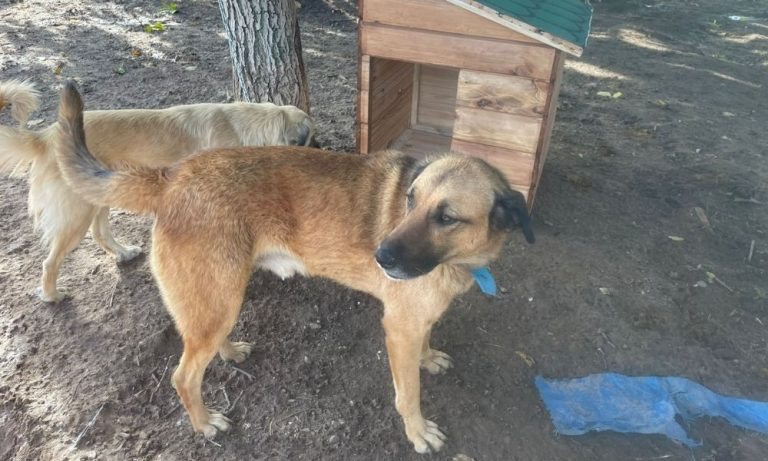 Lady Freethinker Helps Save Nearly 70 Dogs in Turkey After Their ...