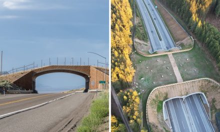 Deer Quickly Cross Newly Built California Wildlife Bridge